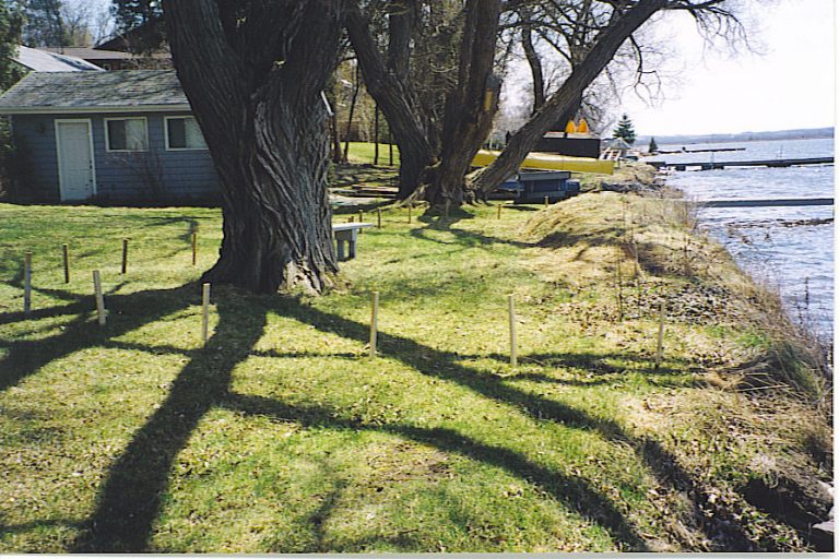 Shoreline Naturalization - Scugog Lake Stewards