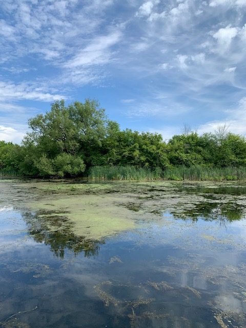 Scugog Lake Stewards, Lake Scugog, Enhancement Project, Water